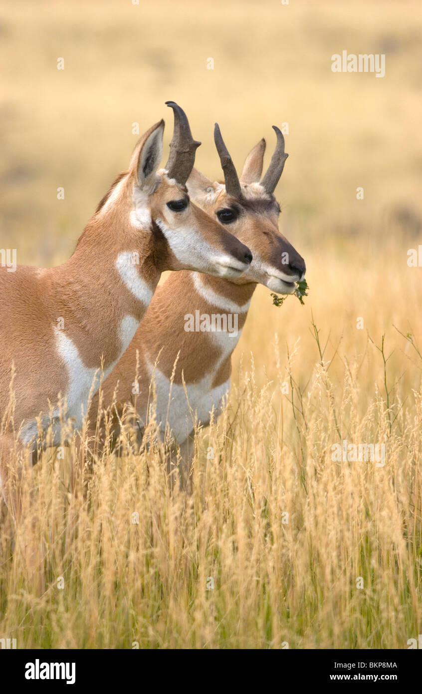 Pronghorn antilope in grasland habitat; Gaffelantilope in grassland ...