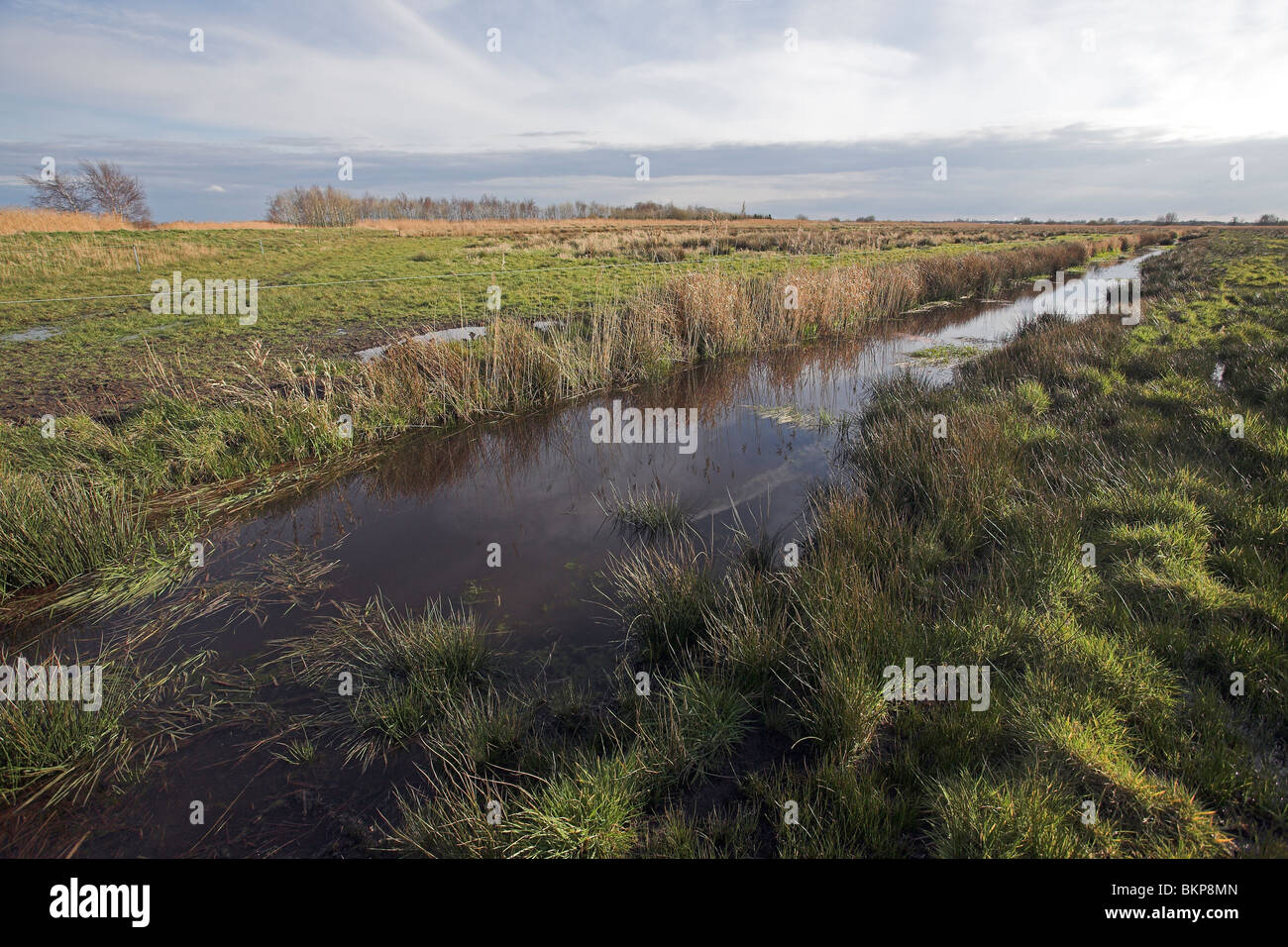 Foto van een sloot waarin heikikker zich in het voorjaar voortplant, de ...