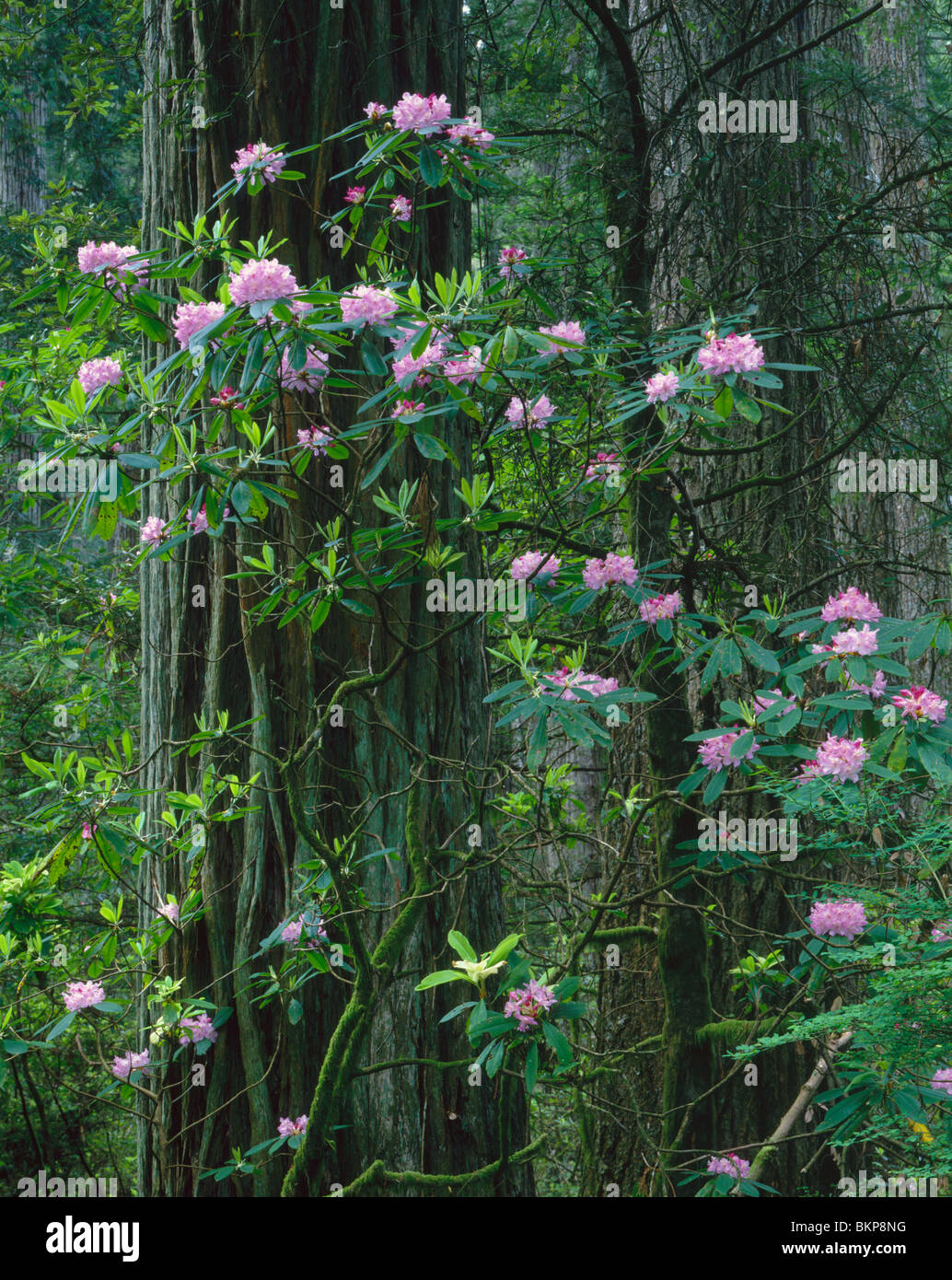 Redwood National Park, CA: Flowering Pacific rhododendron in a redwood ...