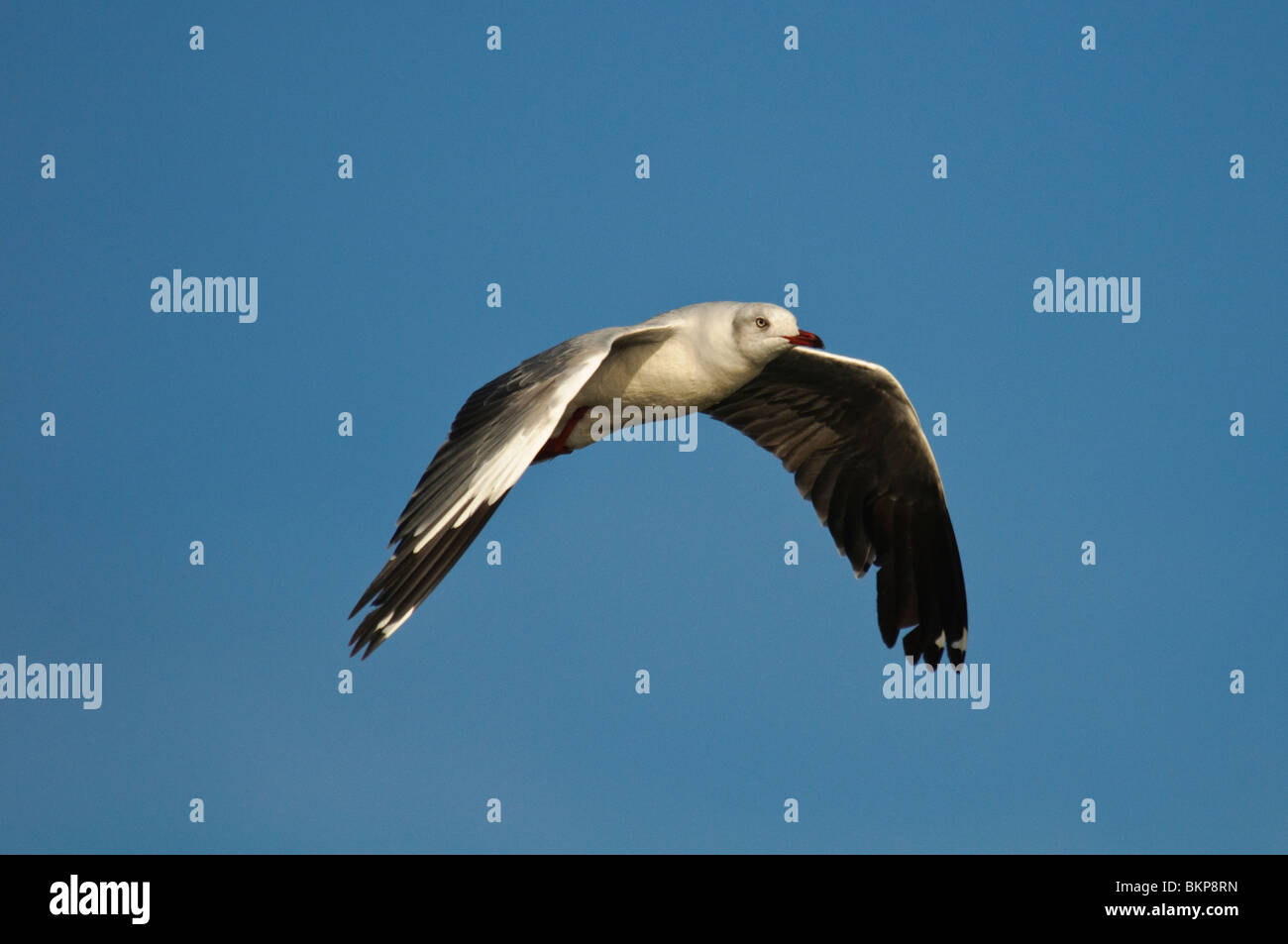 Grey-headed Gull Larus cirrocephalus in flight Stock Photo - Alamy