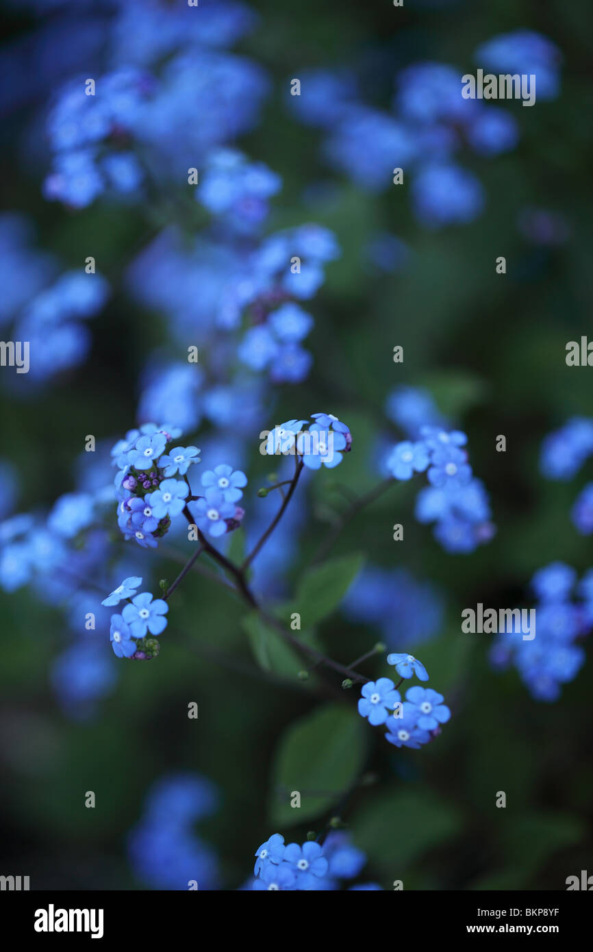 Forget Me Nots Classification
