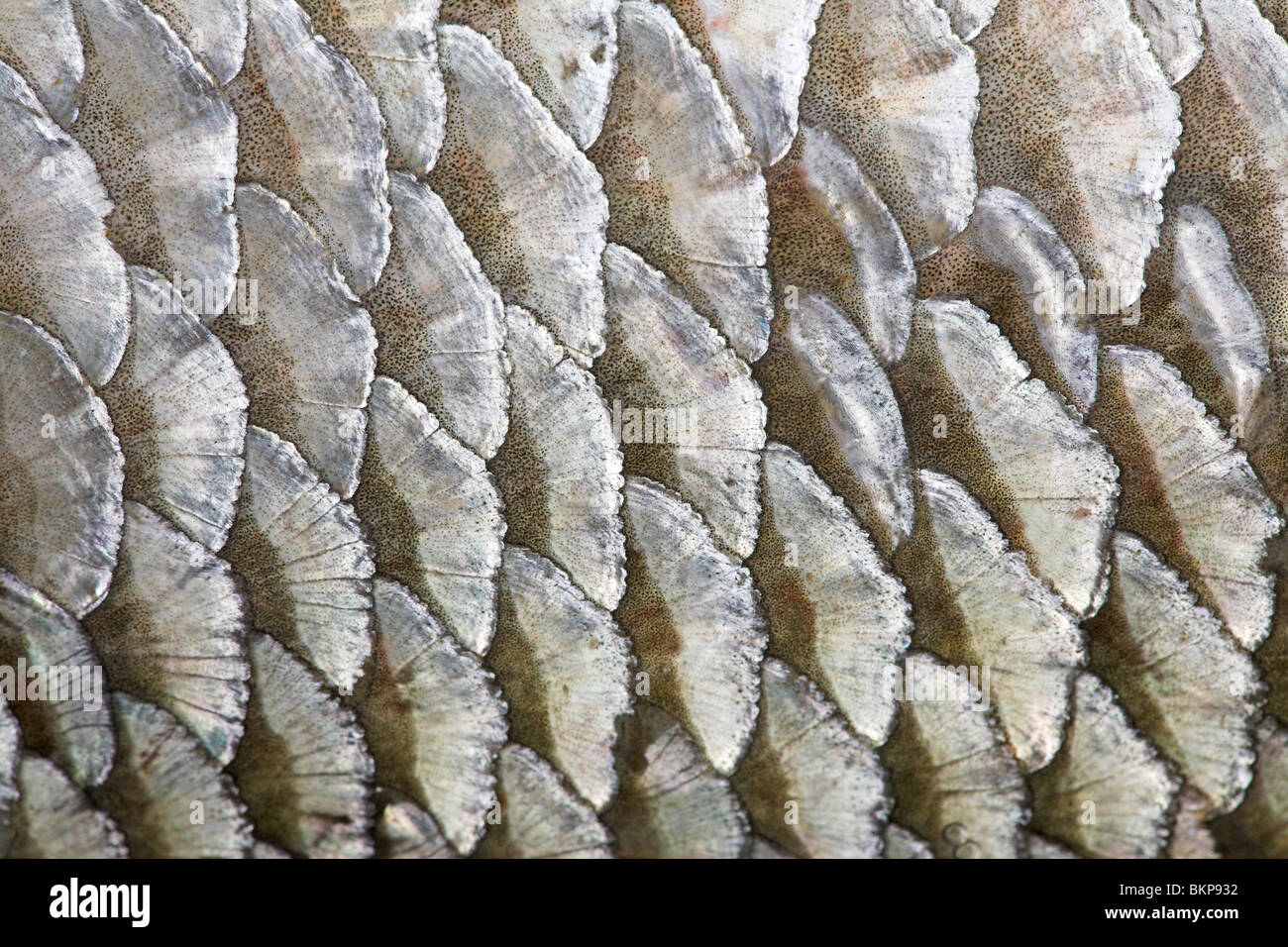 Scales of a fish hi-res stock photography and images - Alamy