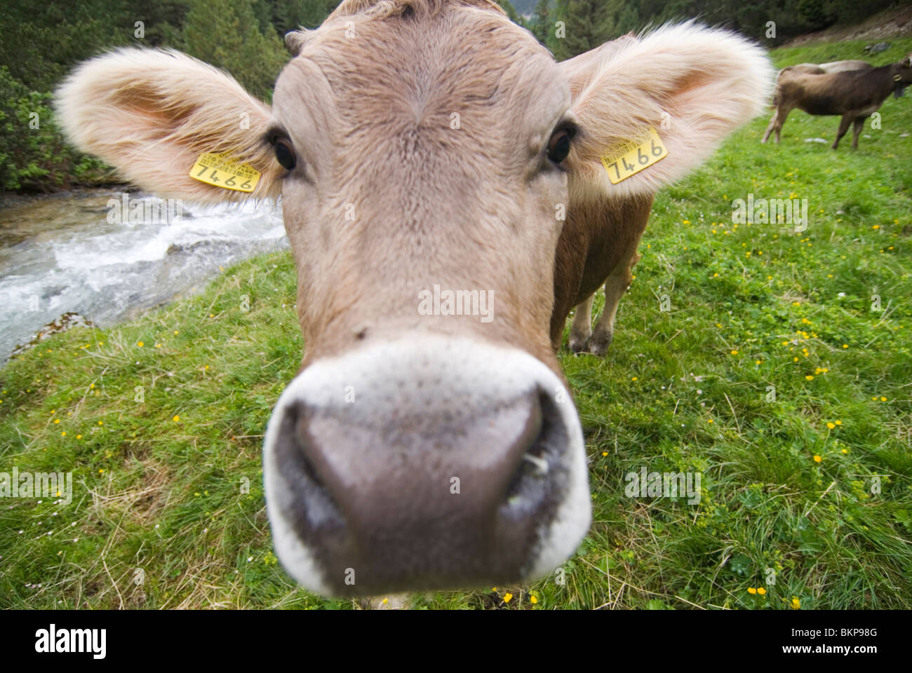 Wide angle view of a brown cow in the swiss alps; groothoek beeld van ...