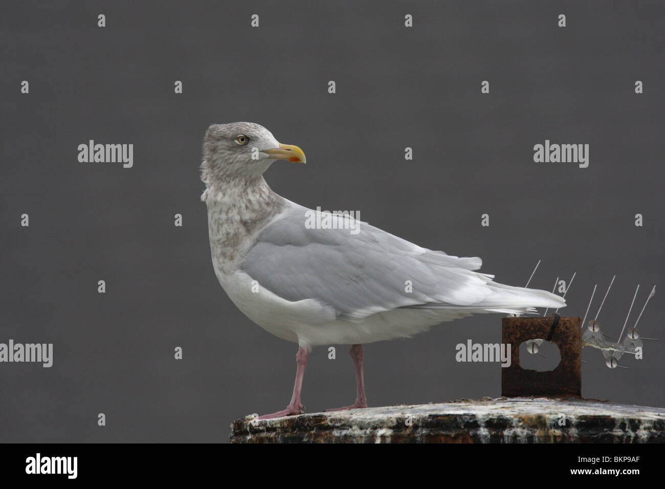 Glaucous Gull; Grote Burgemeester; Larus hyperboreus Stock Photo - Alamy