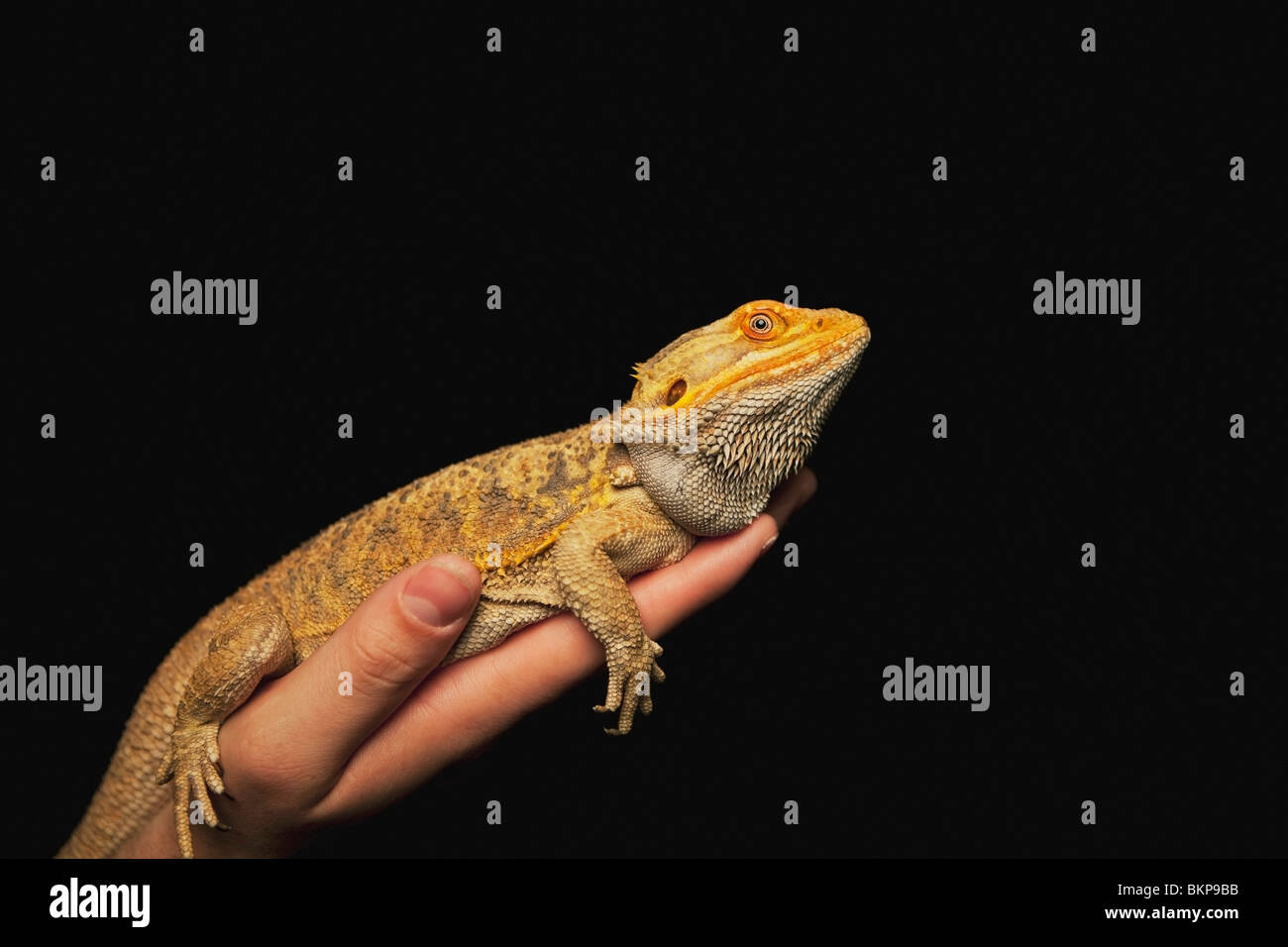 Holding lizards hi-res stock photography and images - Alamy