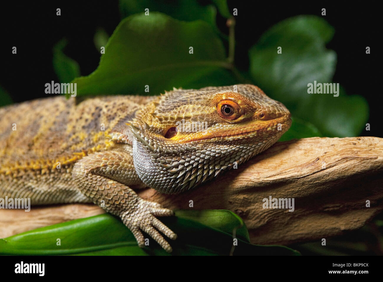 A Lizard Laying On A Tree Branch Stock Photo - Alamy