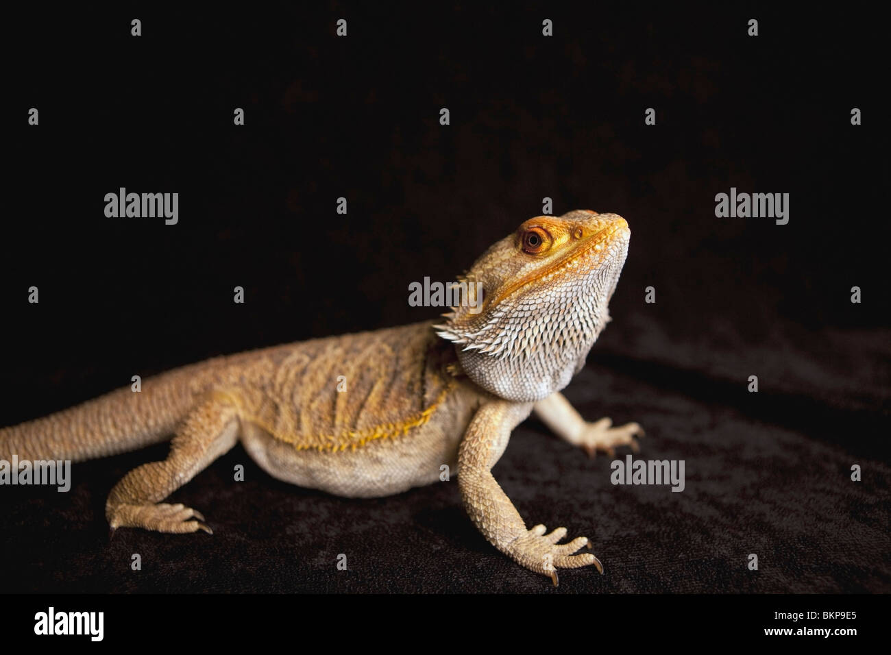 Lizard People High Resolution Stock Photography and Images - Alamy