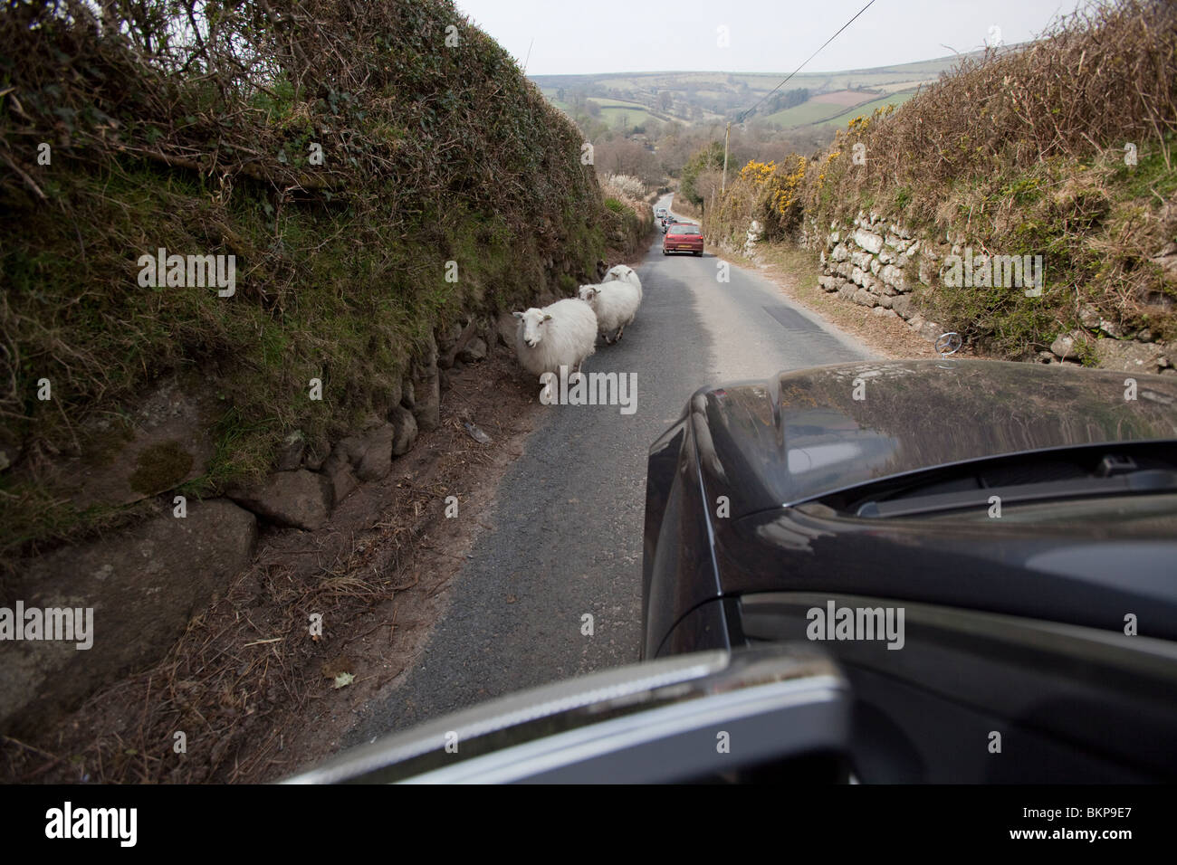 Car with sheep on the roadside Stock Photo - Alamy