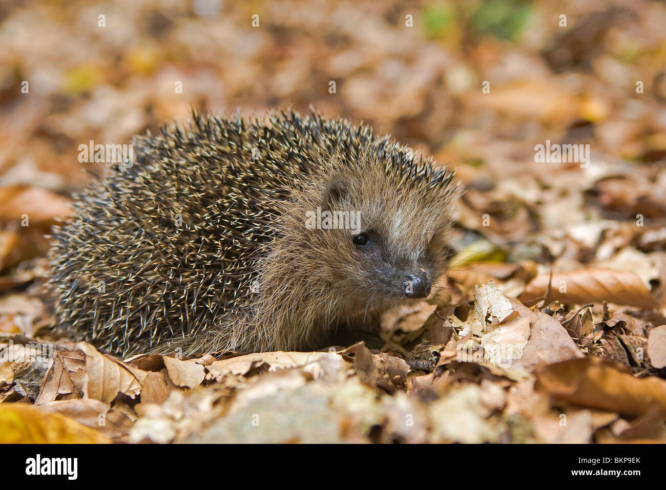Egel hi-res stock photography and images - Alamy