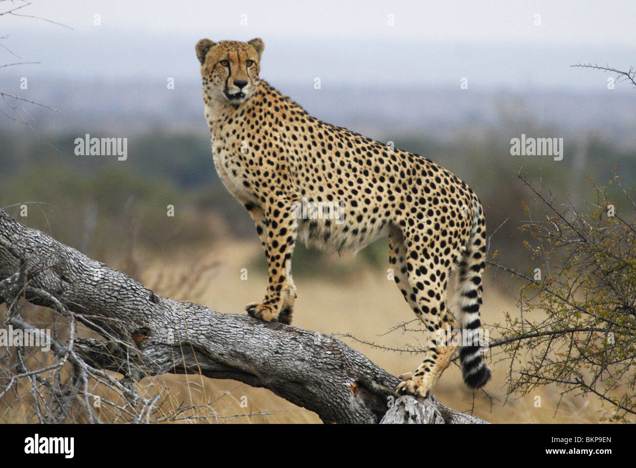 Male cheetah hi-res stock photography and images - Alamy