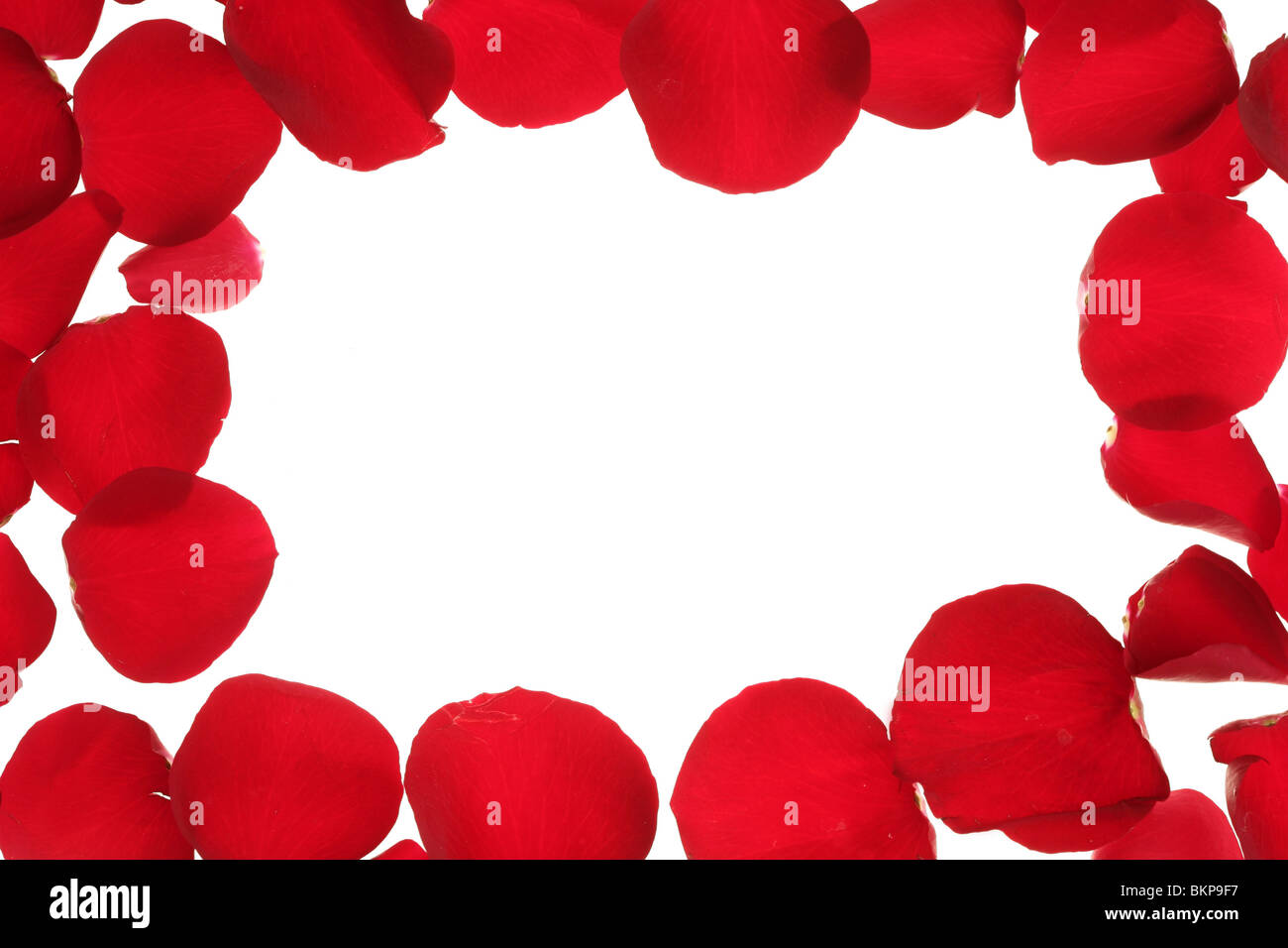 Red rose petals frame, border with white copy space Stock Photo - Alamy