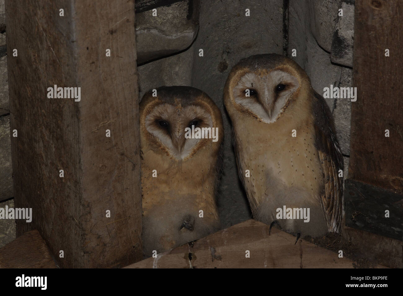 Jonge kerkuilen hi-res stock photography and images - Alamy