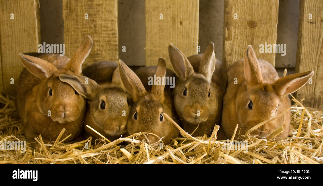 Baby bunnies hi-res stock photography and images - Alamy
