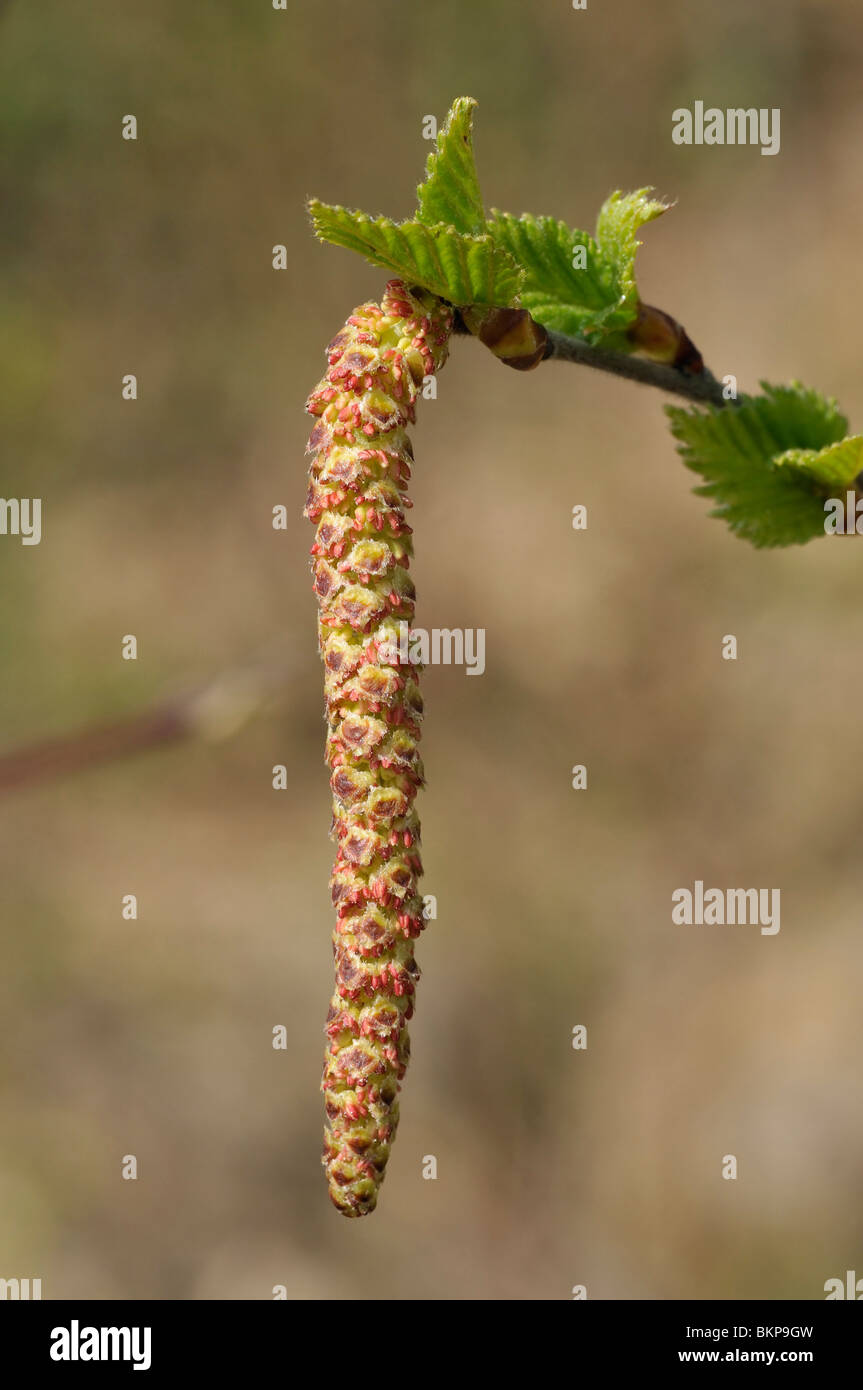 Silver Birch Catkin - Betula pendula Male Catkin & new leaves against ...