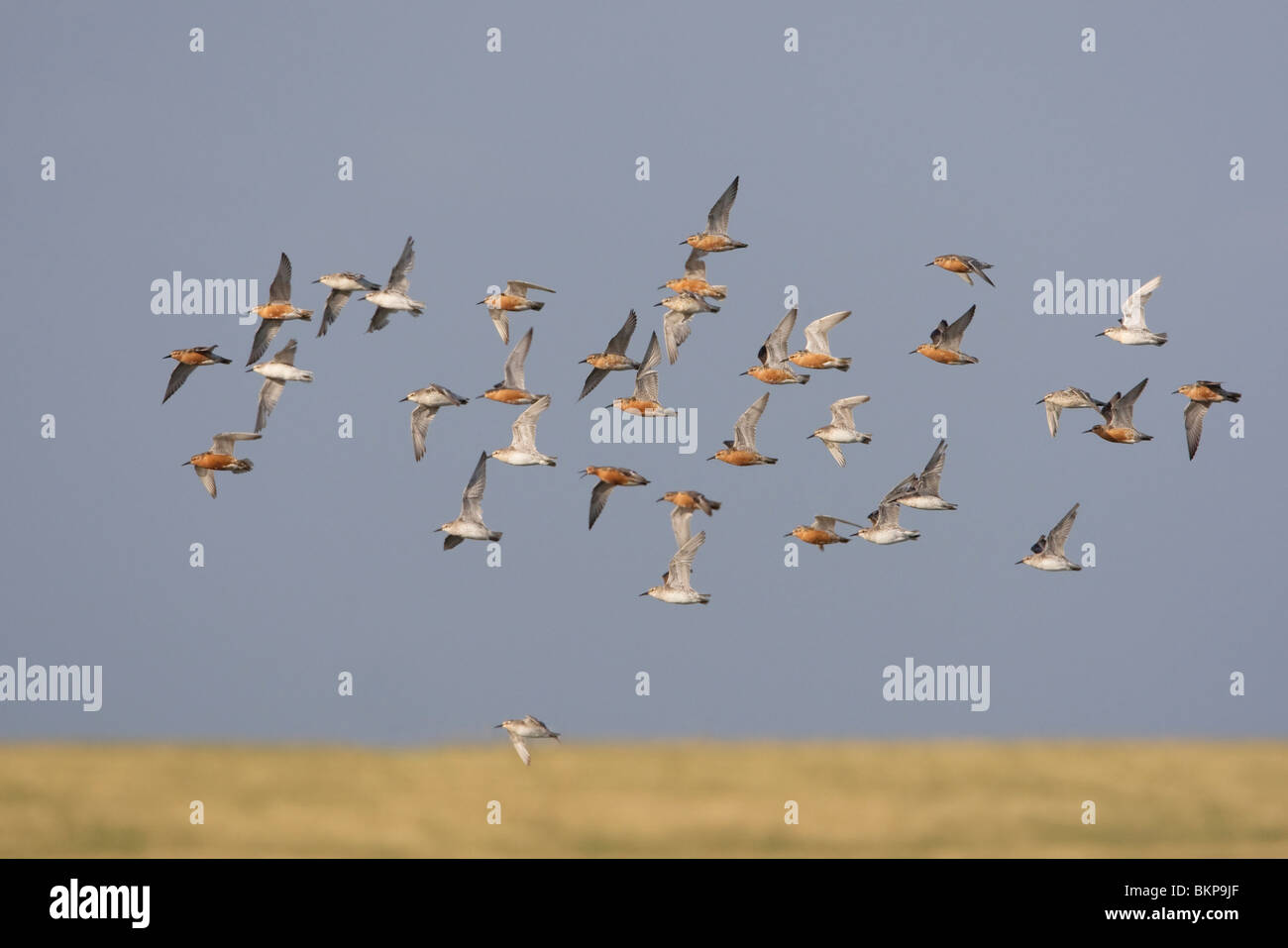 Flying group; Vliegende groep Stock Photo - Alamy