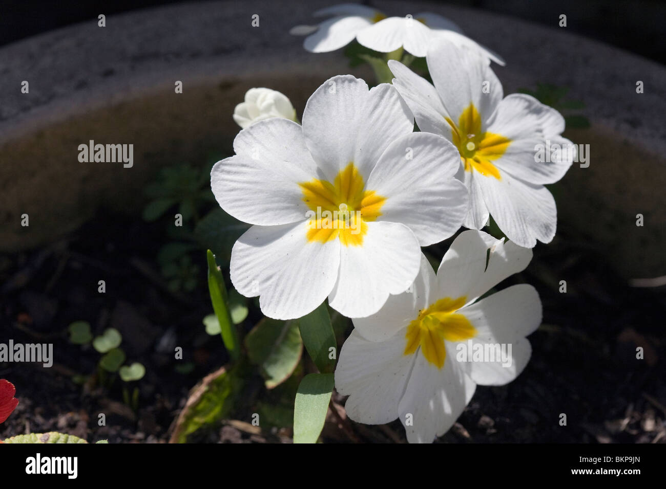 White Primroses in a Cheshire Garden England Stock Photo - Alamy
