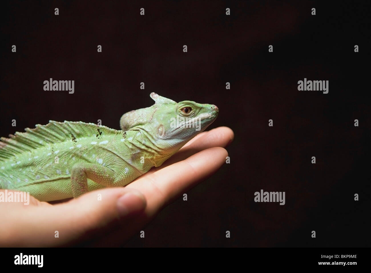 A Lizard In A Person's Hand Stock Photo - Alamy