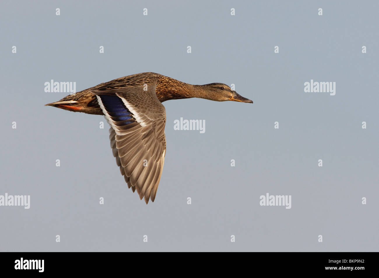 Common mallard duck flying hi-res stock photography and images - Alamy