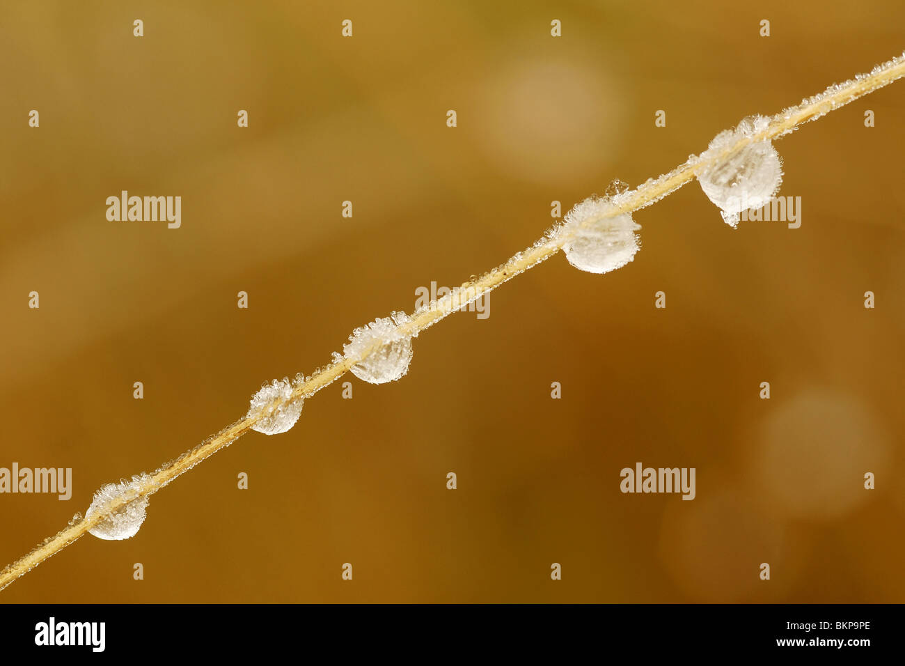 Frozen drops in close up Stock Photo - Alamy