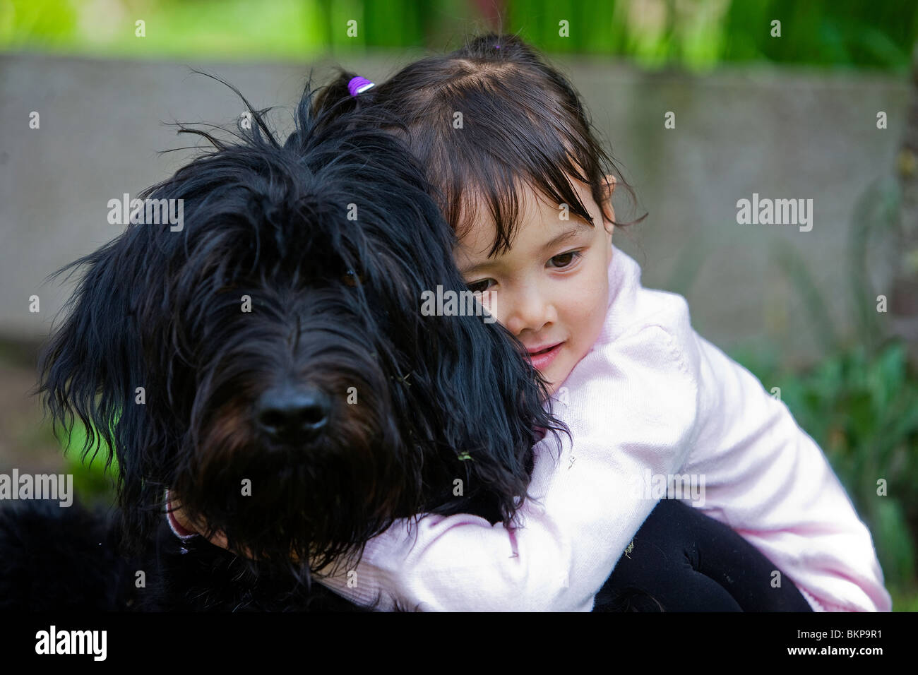 A small 4 year old half Thai girl happily cuddles a pet Labradoodle dog ...
