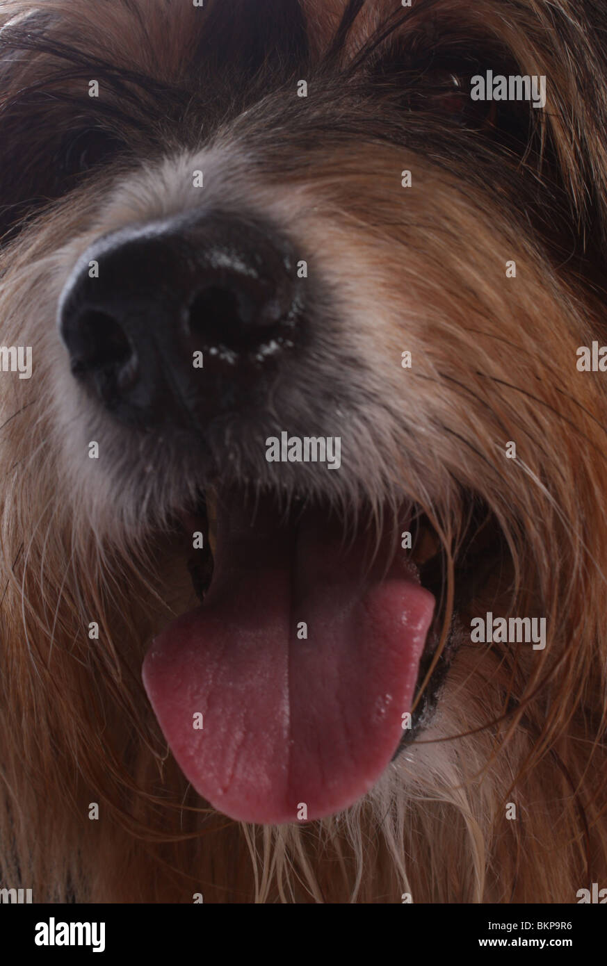 Happy dogs face Stock Photo - Alamy