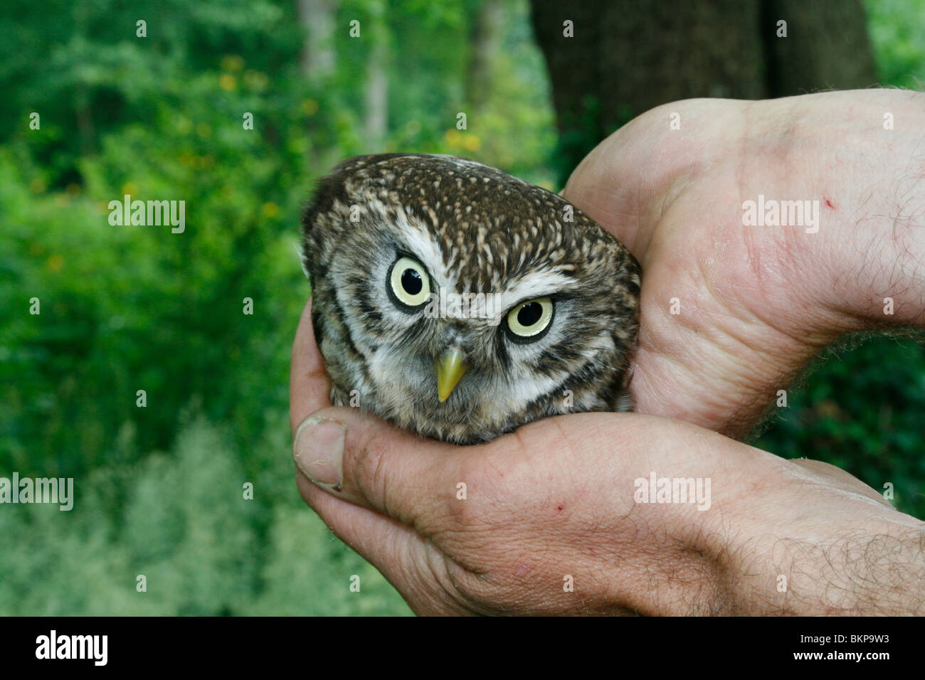 Caught little owl ready for ringing Stock Photo - Alamy