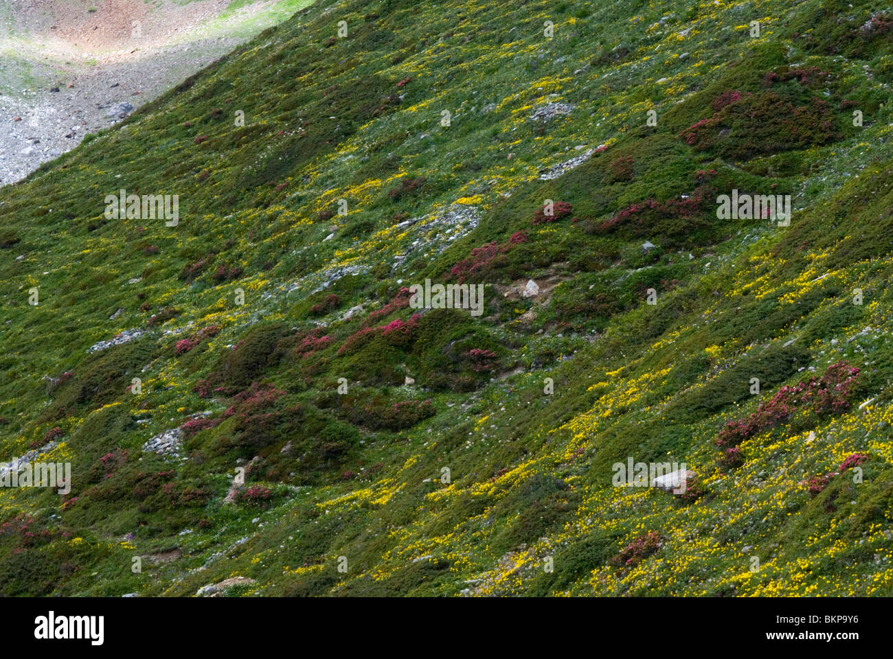Alpenweide Stelvio Nationaal park; Natural alpine grasslands in the ...