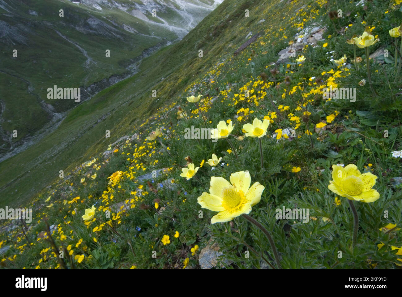 Alpenweide Stelvio Nationaal park; Natural alpine grasslands in the ...
