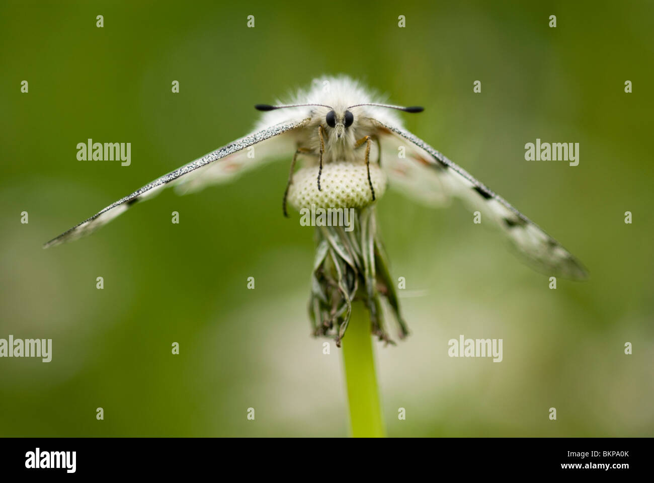 Alpine apollo butterfly hi-res stock photography and images - Alamy