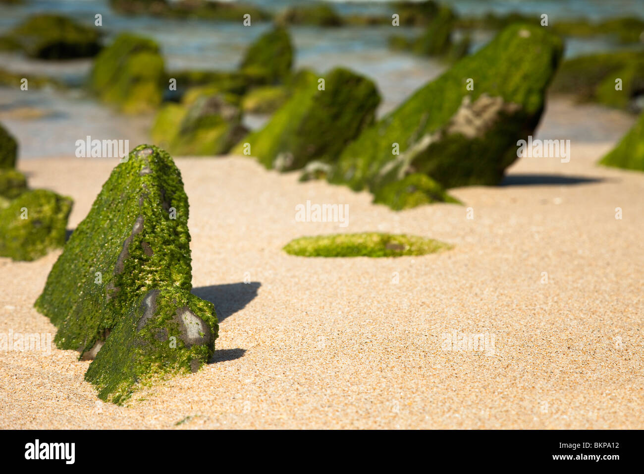 Rock with moss on a beach in Spring Stock Photo - Alamy