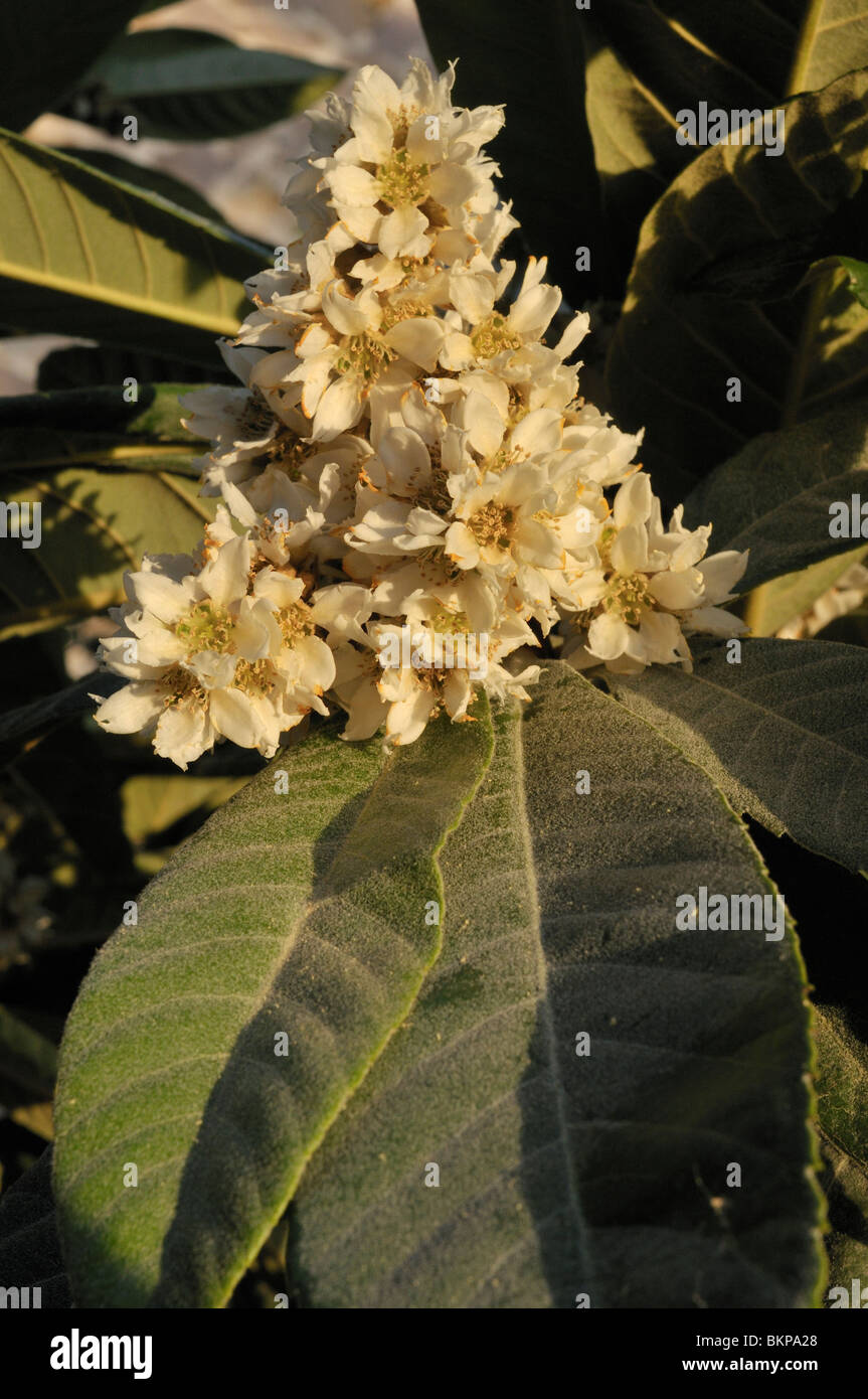 Loquat japanese medlar fruit hi-res stock photography and images - Alamy