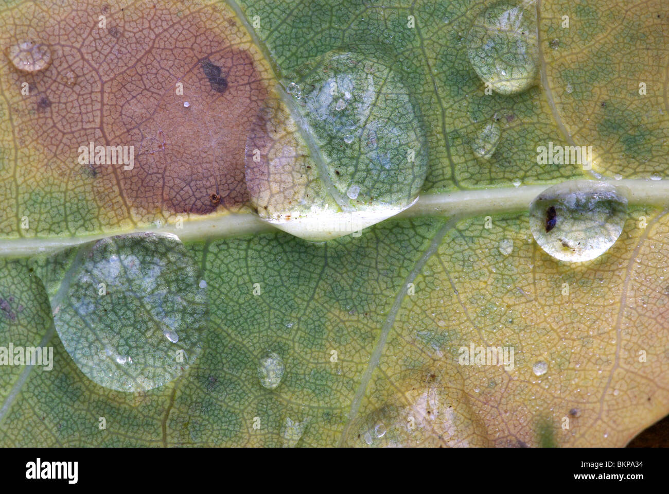 Regendruppels hi-res stock photography and images - Alamy