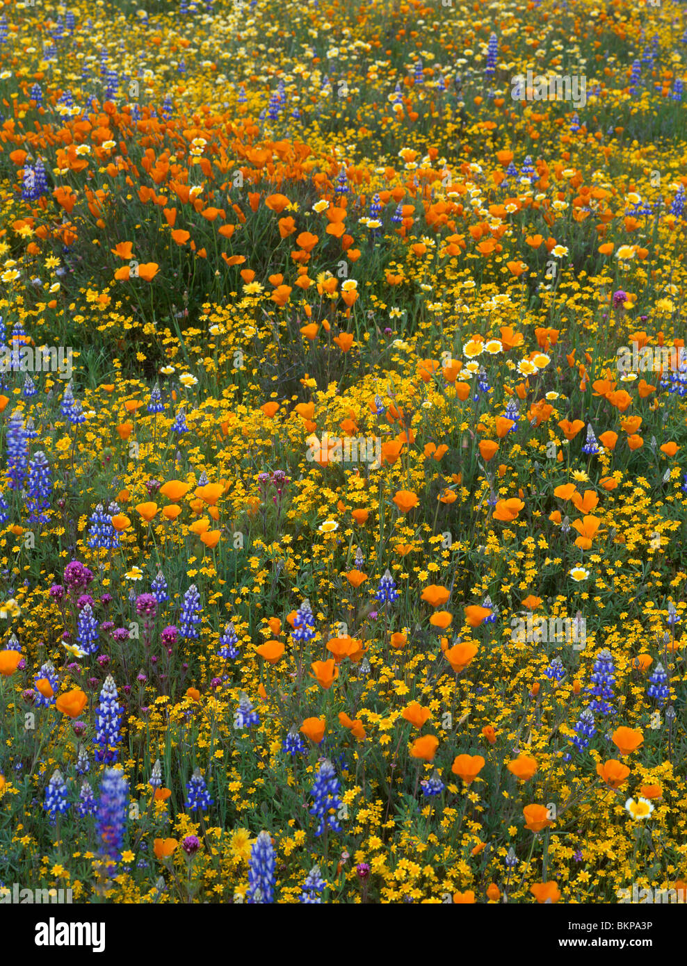 California highway flowers in bloom hi-res stock photography and images ...