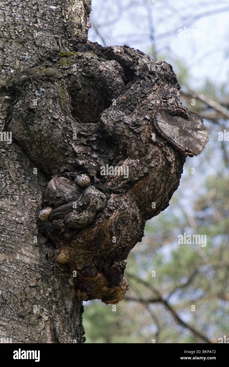 Knurl on the birch trunk Stock Photo - Alamy
