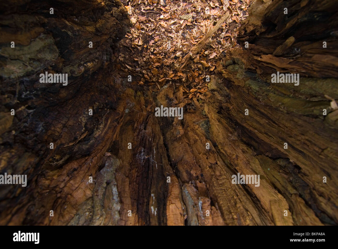 dood hout van binnen; dead wood Stock Photo - Alamy
