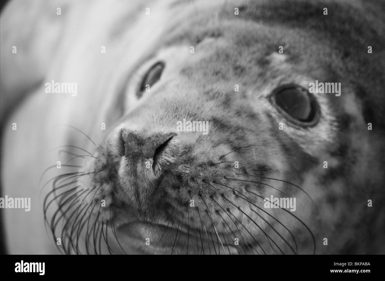 Seal face hi-res stock photography and images - Alamy