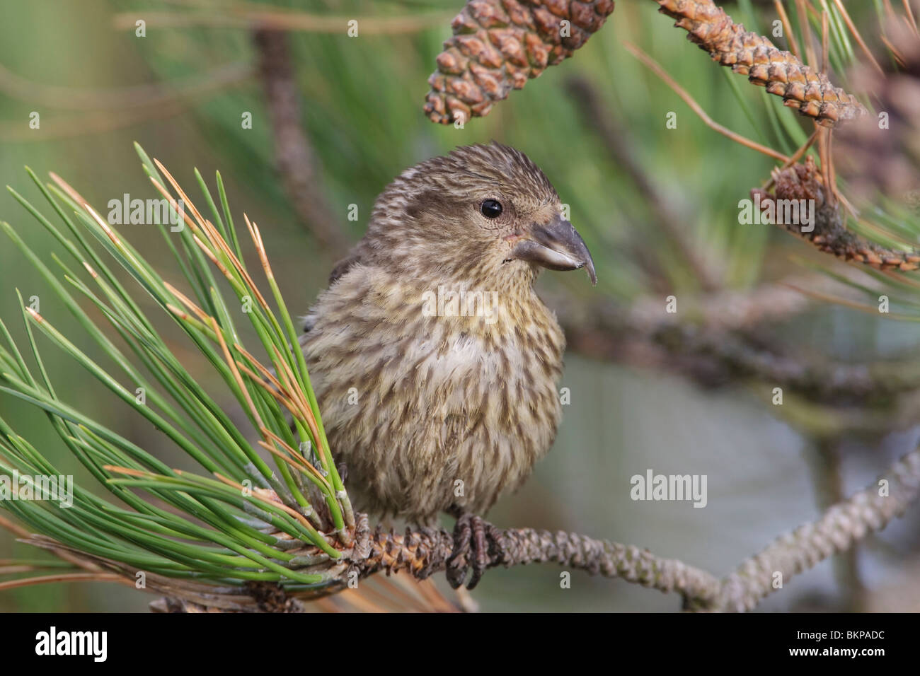 Crossbill Pine Cone Stock Photos & Crossbill Pine Cone Stock Images - Alamy