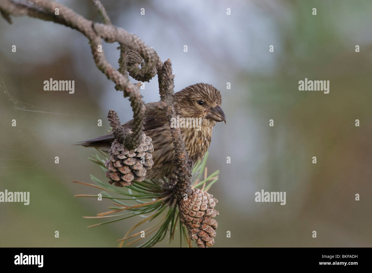 Crossbill pine cone hi-res stock photography and images - Alamy