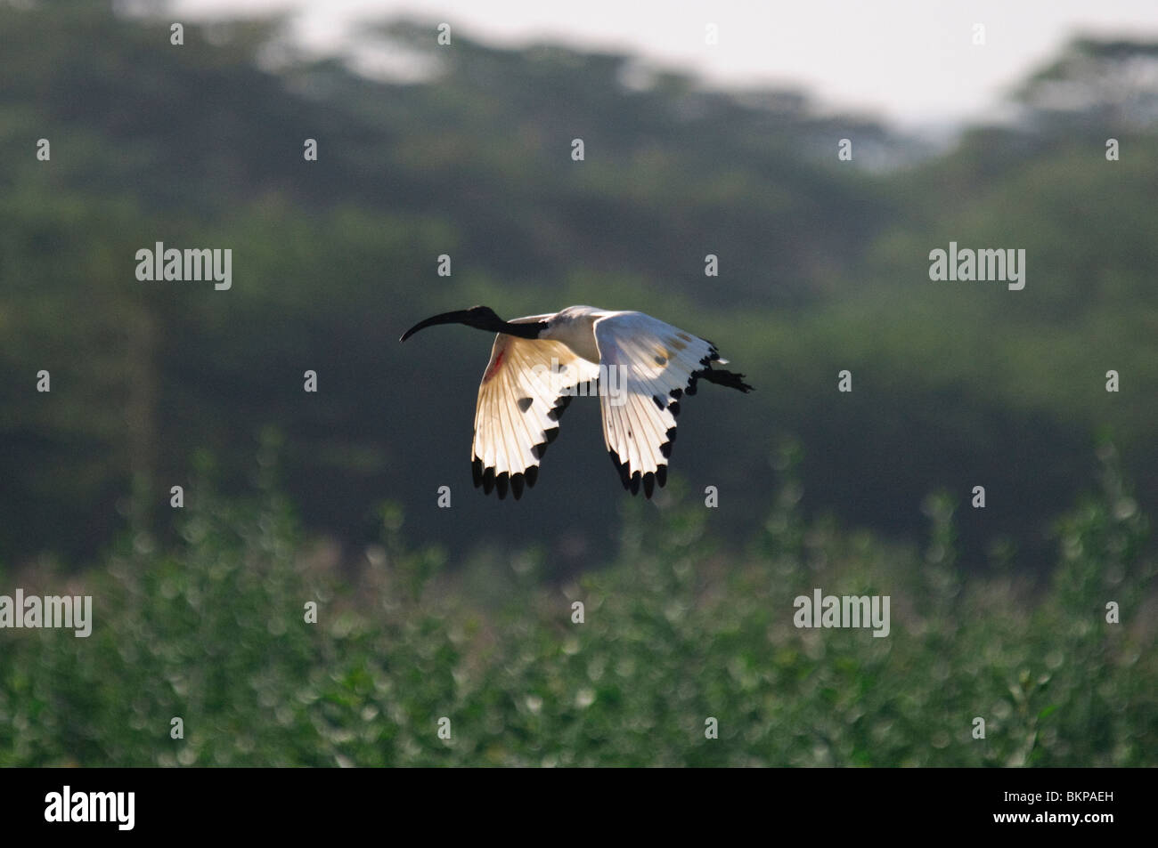 Sacred Ibis Threskiornis aethiopicus in flight Stock Photo - Alamy