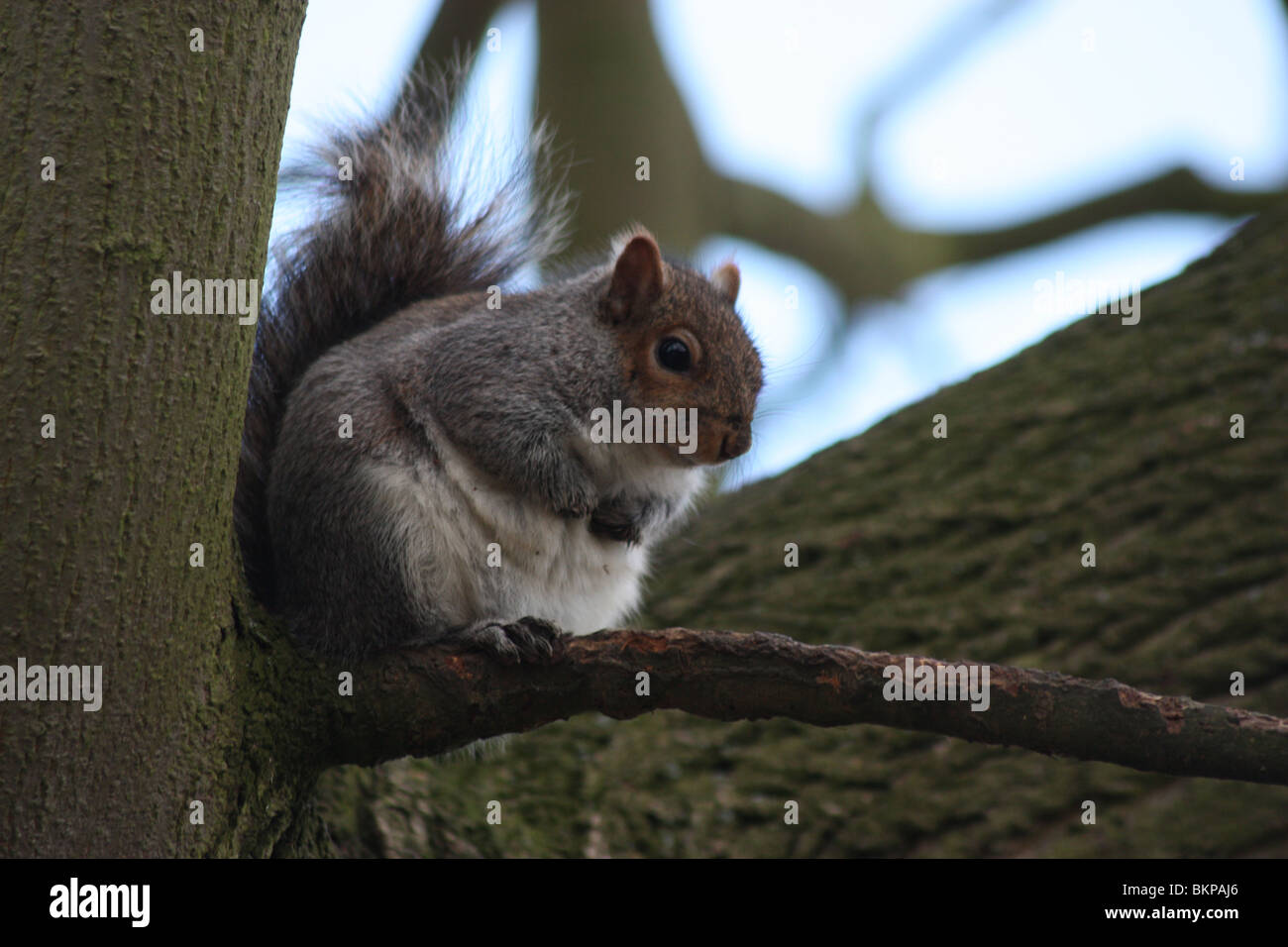 Squirrel sat on a tree branch Stock Photo - Alamy