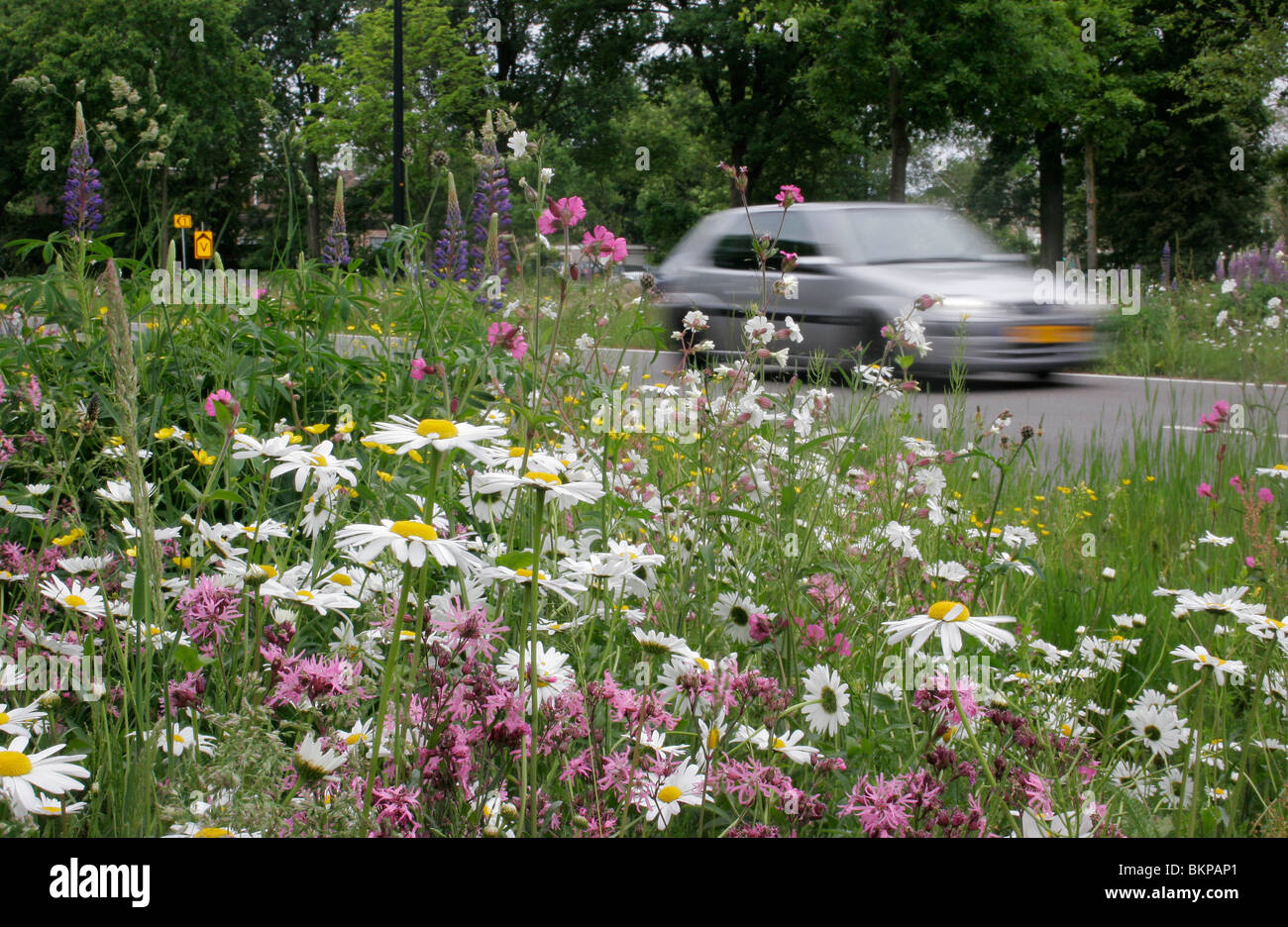 Mixture of flowers along a road Stock Photo - Alamy