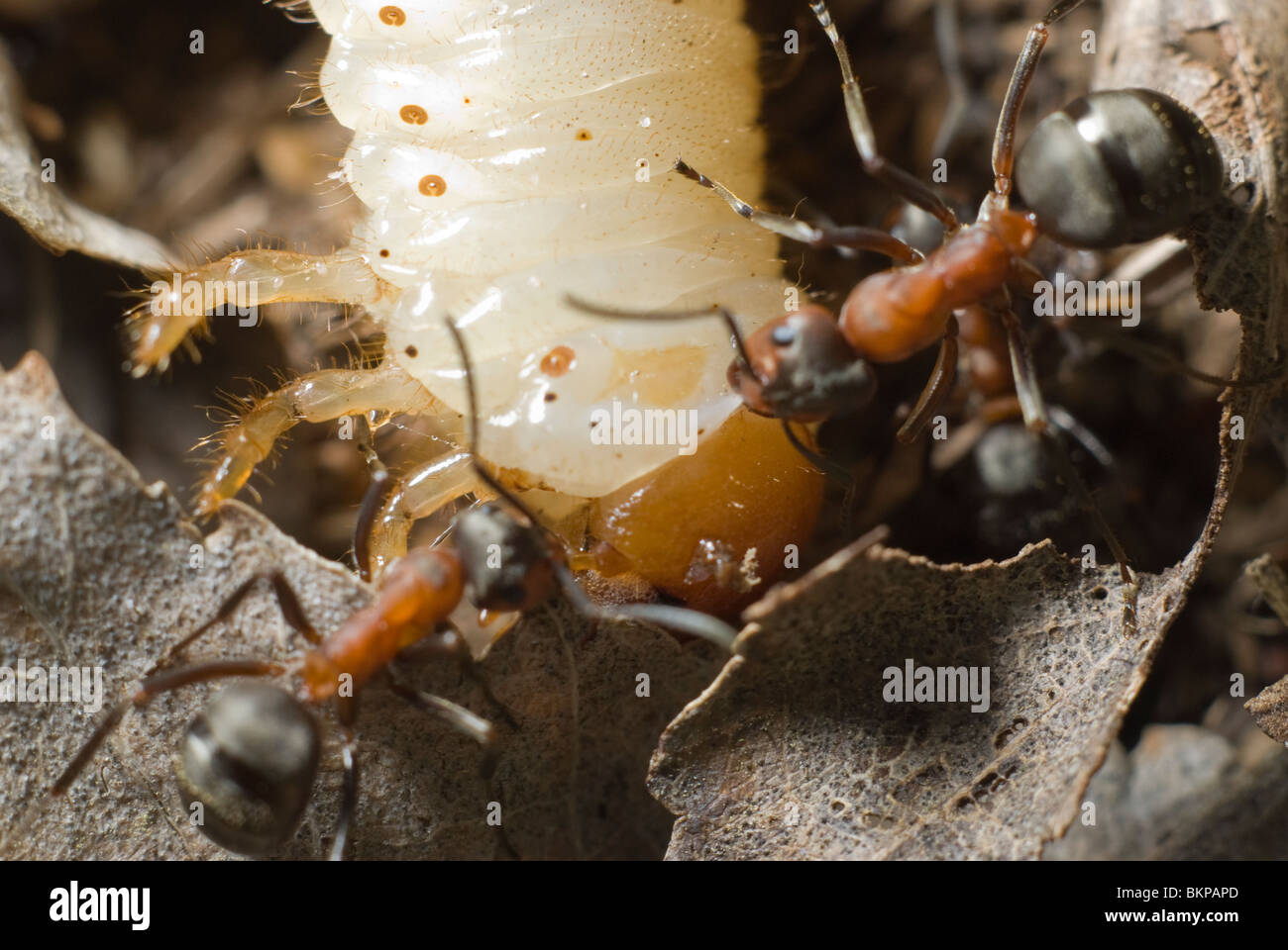 Ant Larva High Resolution Stock Photography and Images - Alamy