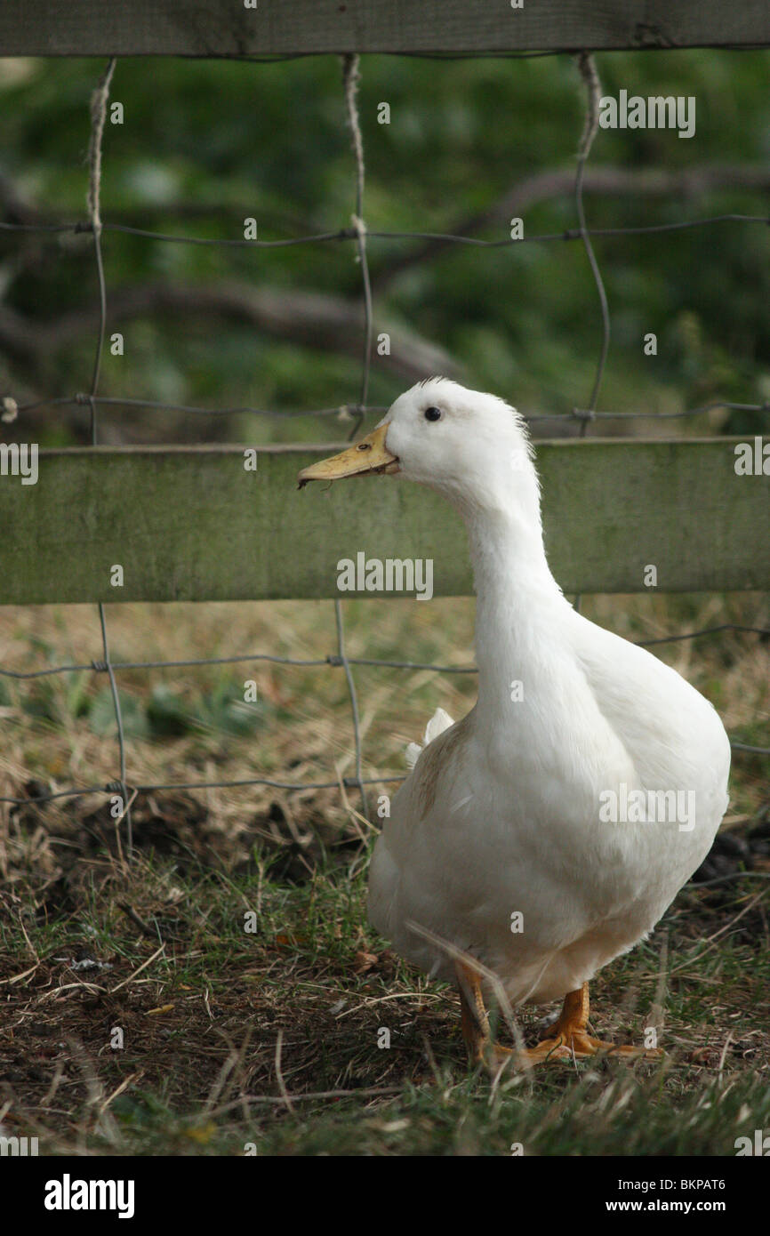 duck alone near fence Stock Photo - Alamy
