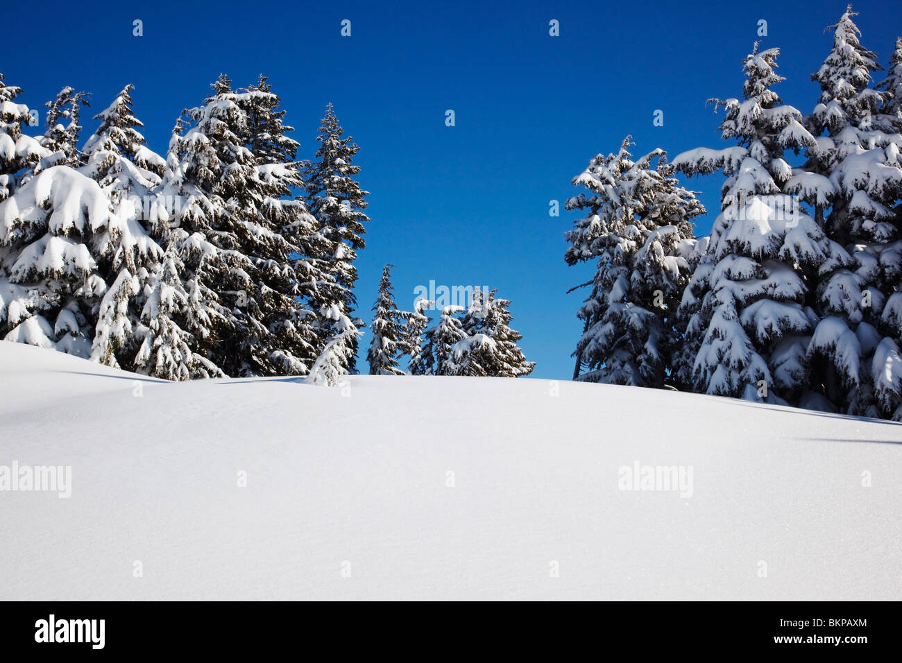 Oregon Cascades, Oregon, United States Of America; Fresh Winter Snow On ...