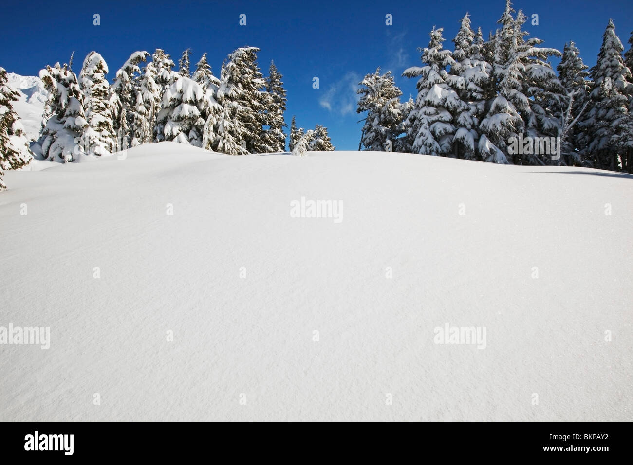 Oregon Cascades, Oregon, United States Of America; Fresh Winter Snow On ...