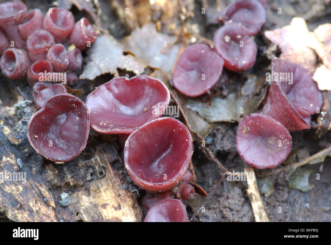 Purple jellydisc fungus hi-res stock photography and images - Alamy