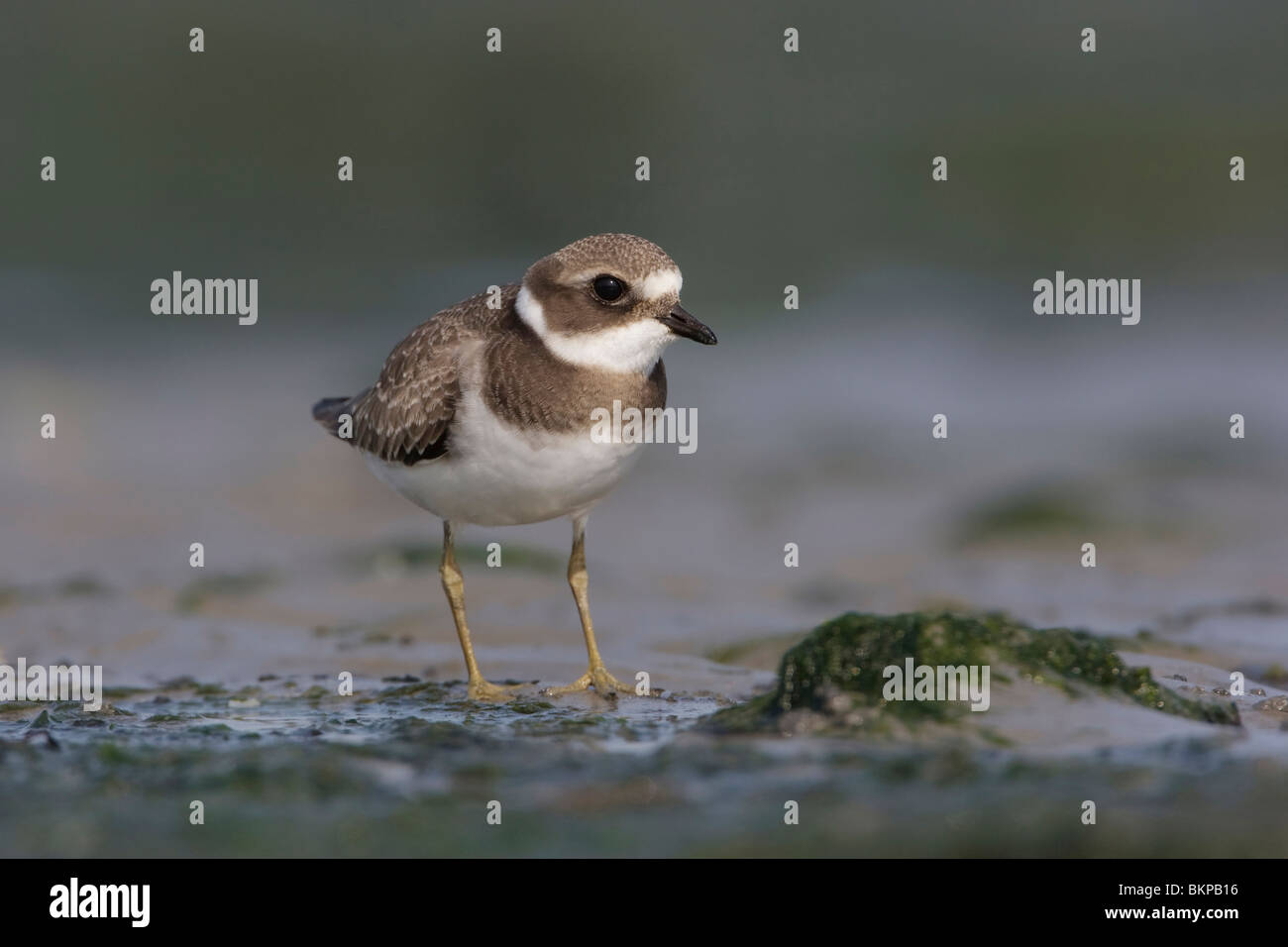Young bird in frontal view; Vooraanzicht Stock Photo - Alamy