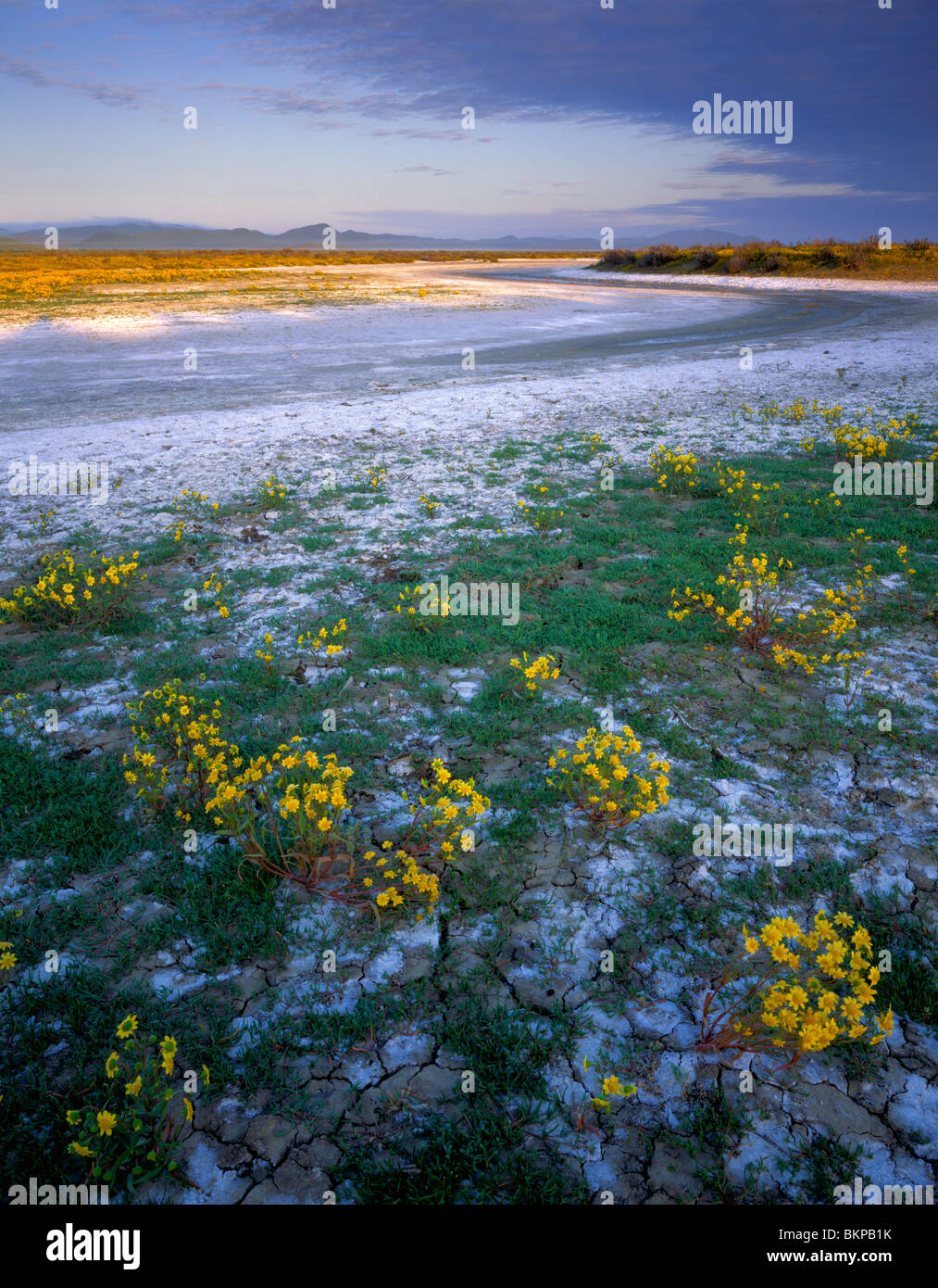 California carrizo plain national monument soda lake hi-res stock ...