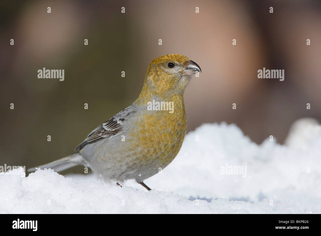 Vrouw in de sneeuw; Female in the snow Stock Photo - Alamy