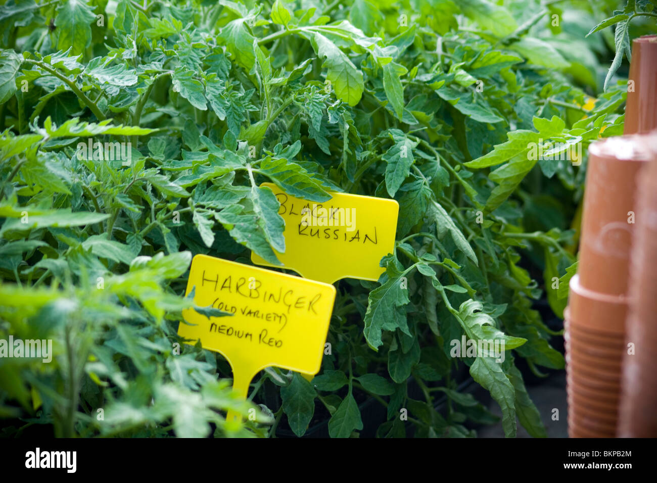Harbinger tomato plants hi-res stock photography and images - Alamy